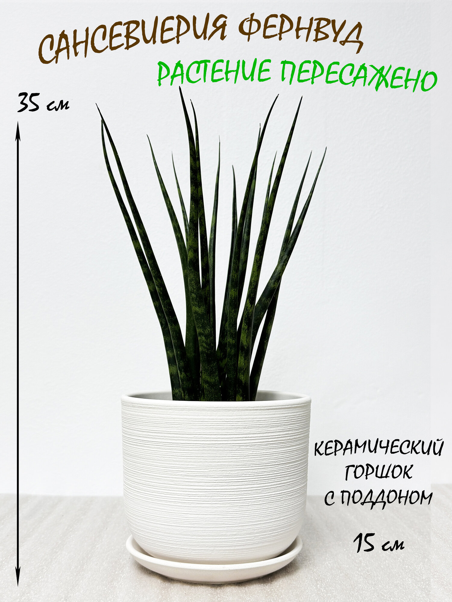 Сансевиерия Фернвуд в белом керамическом горшке с поддоном, высота 35-40см