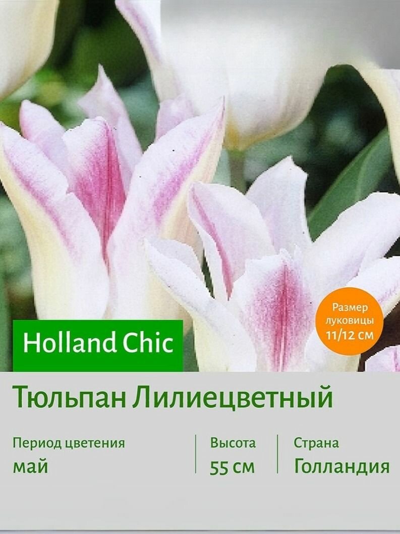 Тюльпан Холланд Чик (Holland Chic) лилиецветный луковицы 3 шт сотка
