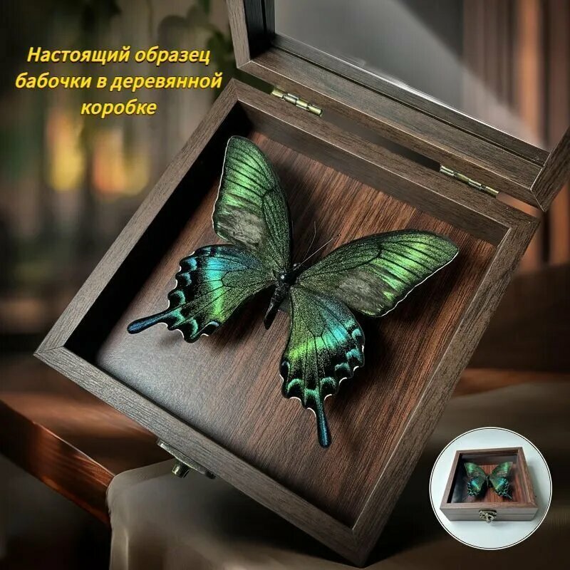 Чучело декоративное Настоящая бабочка в рамке