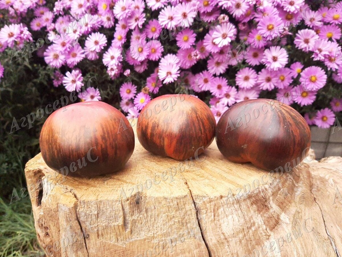 Томат Бифштекс Марши, 10 семян (коллекционные семена ручной фасовки)