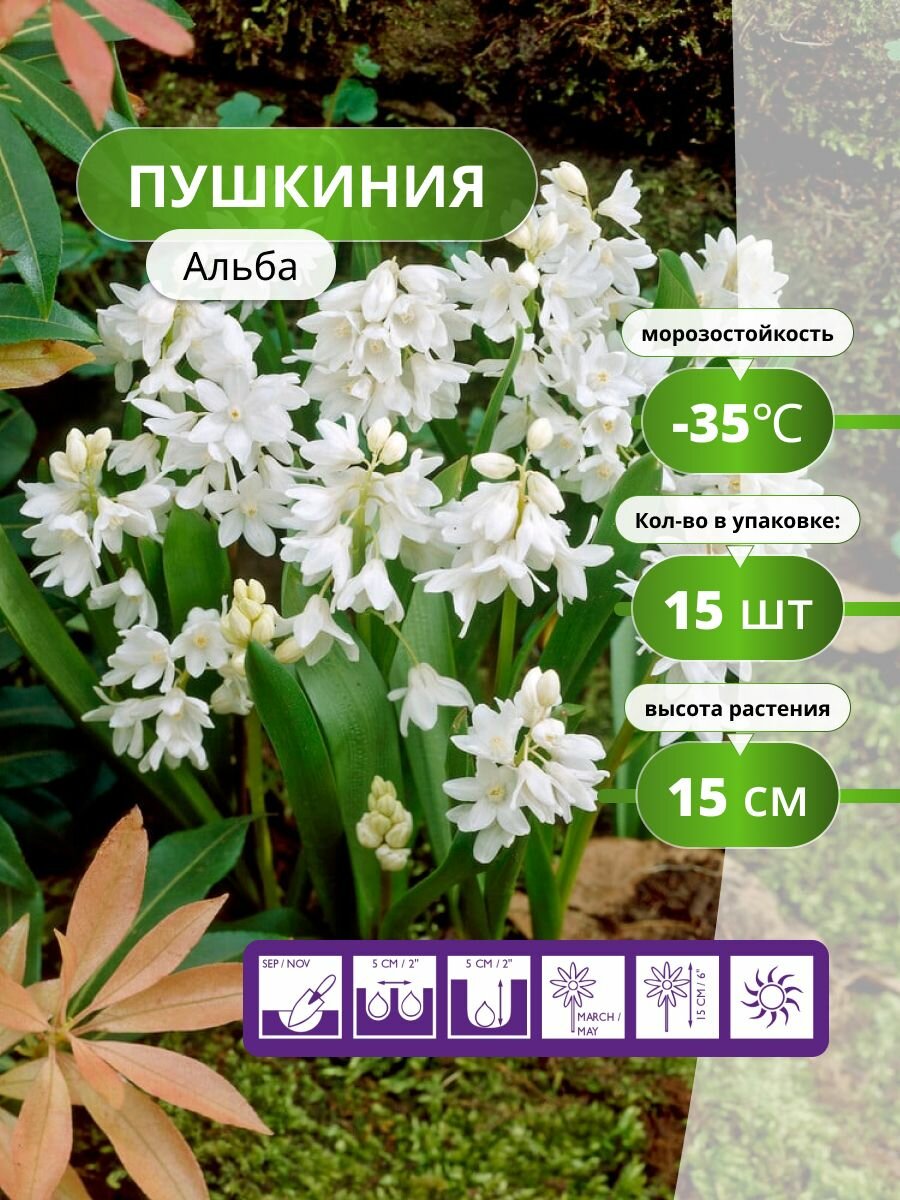 Пушкиния Альба (15 луковиц) / луковичные многолетние цветы, белый