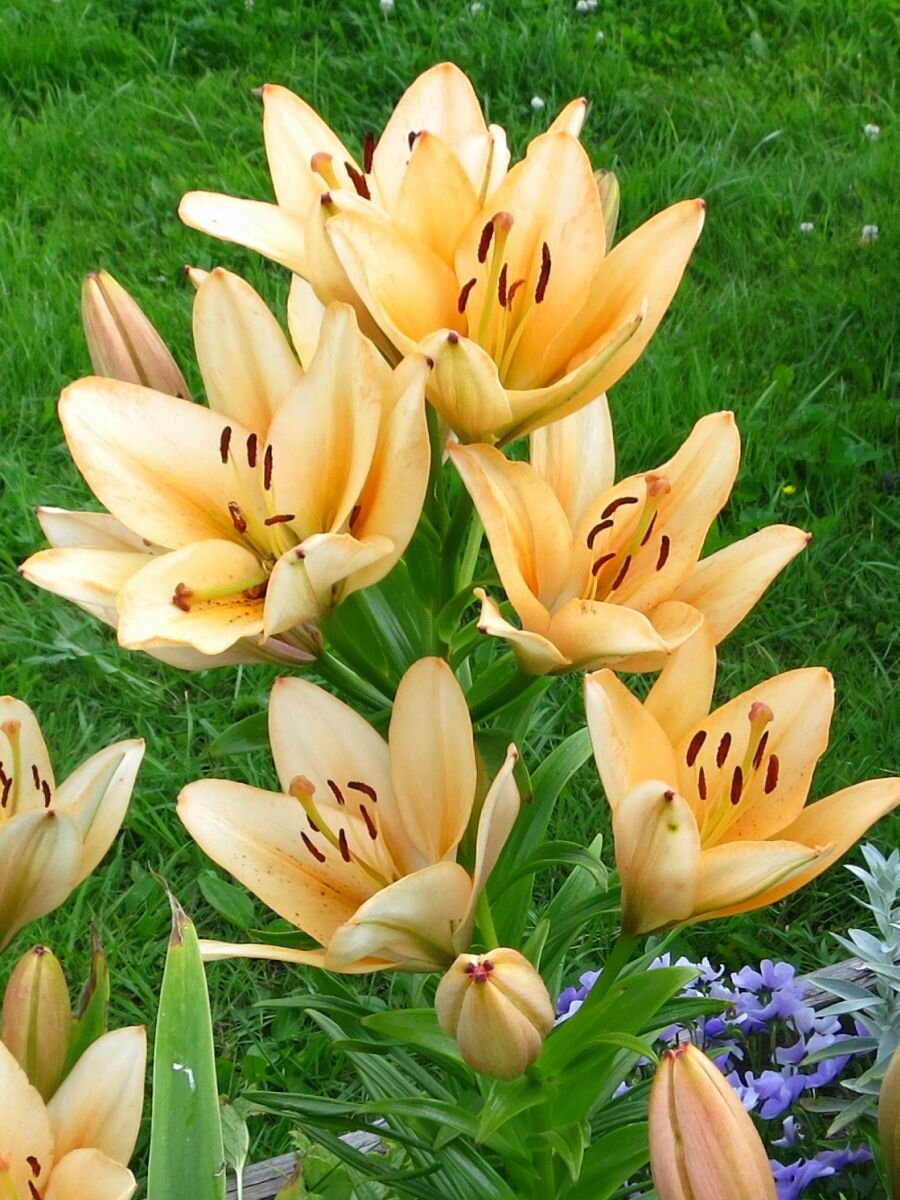 Лилия (ЛА-гибрид) Салмон Классик (2 лук) / лилии луковицы многолетние крупные