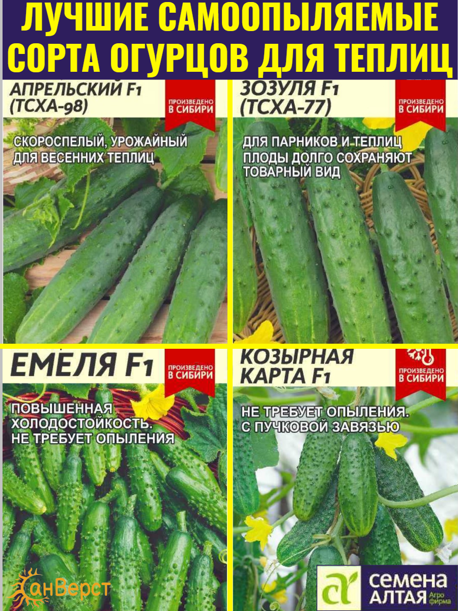 Набор семян самоопыляемых огурцов для теплиц и парников - 4 сорта. Раннеспелые гибриды