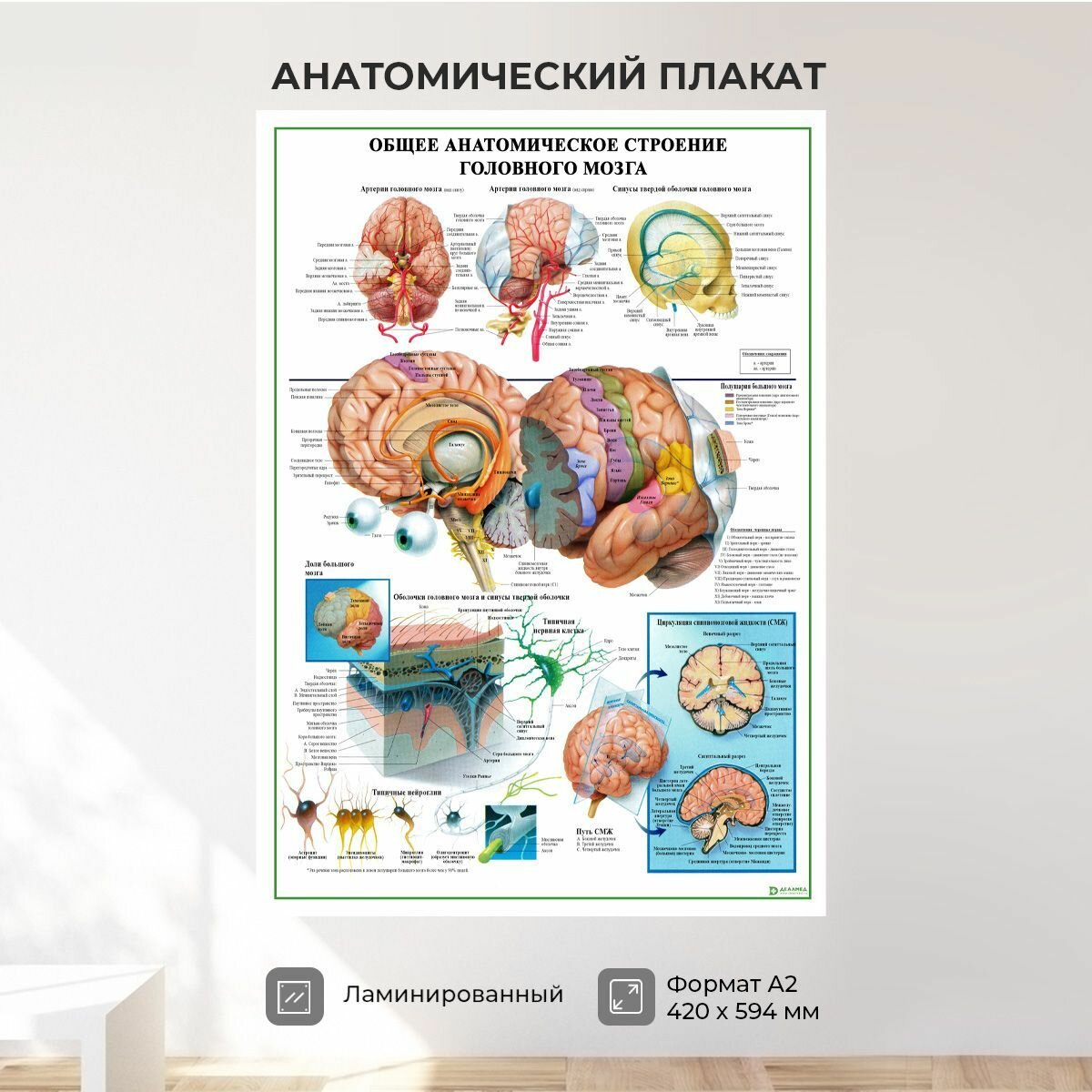 Обучающий медицинский плакат Строение головного мозга А2
