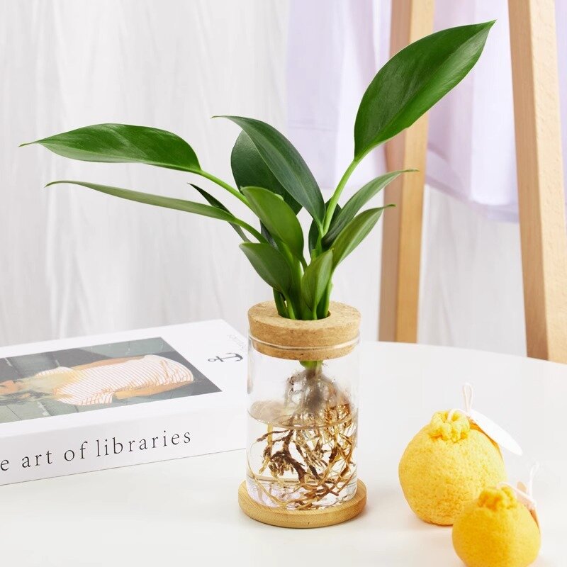 Одна штука дропшиппинг бамбуковая гидропонная растительность в горшке для бонсай, зеленое растение для офисного стола, интернет-знаменитость, цветок, денежное дерево