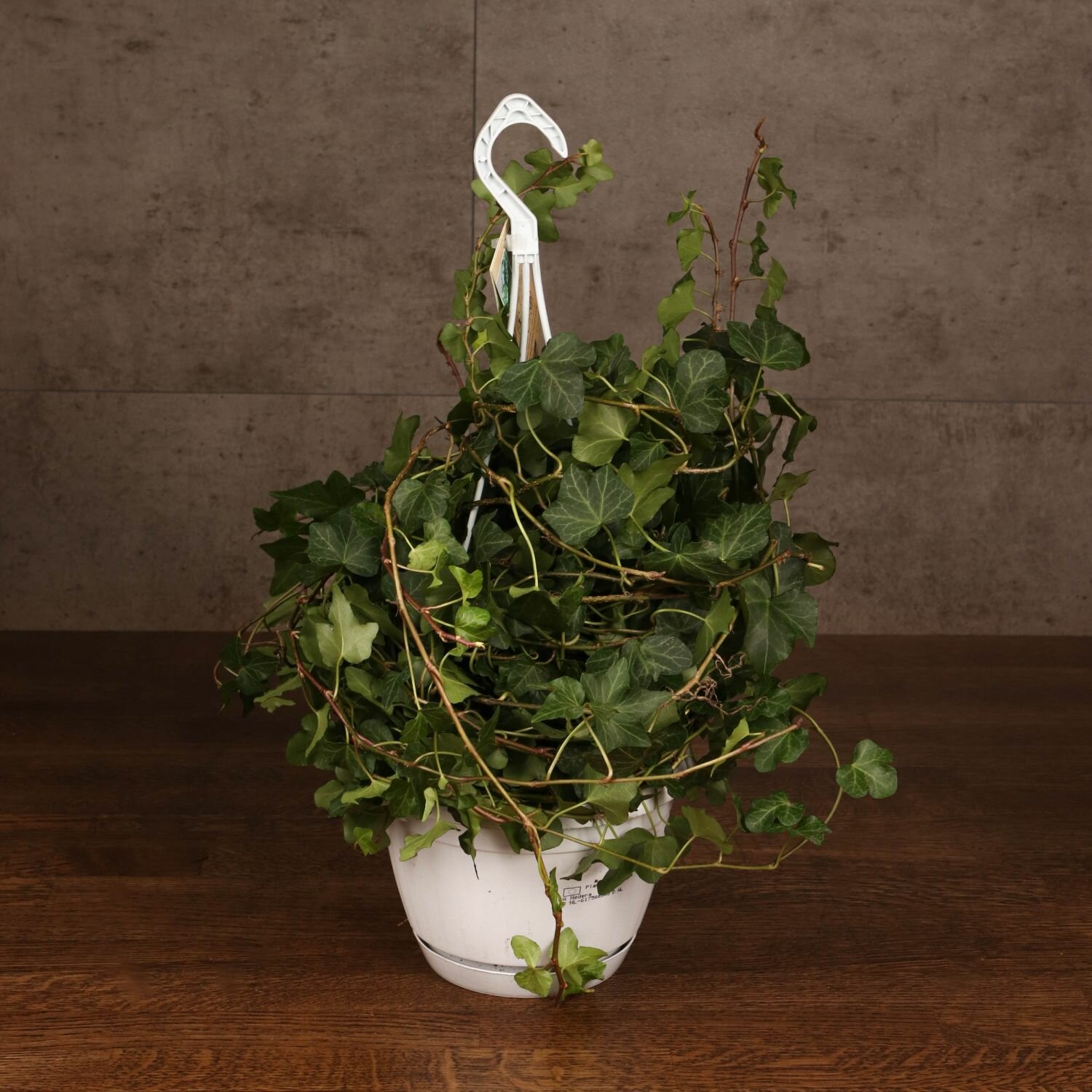 Хедера Вандер D17