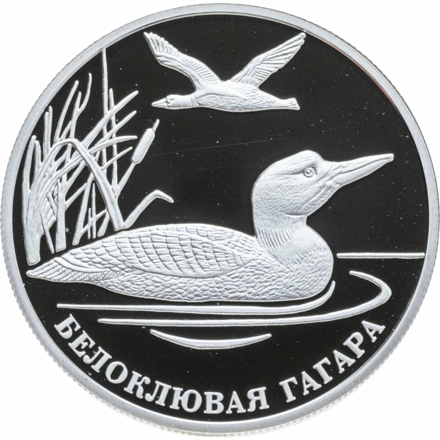 2 рубля 2012 ММД Proof "Красная книга - Белоклювая гагара", Серебро 925