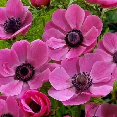 Анемона (Ветреница) Сильфида 10 шт / Луковицы анемоны