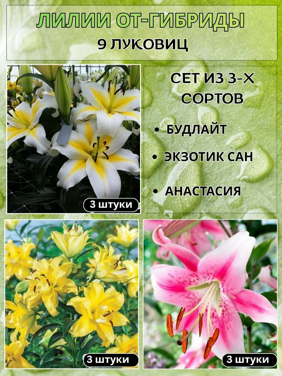 Лилии азиатские, сет из 3-х сортов, луковицы 9 штук