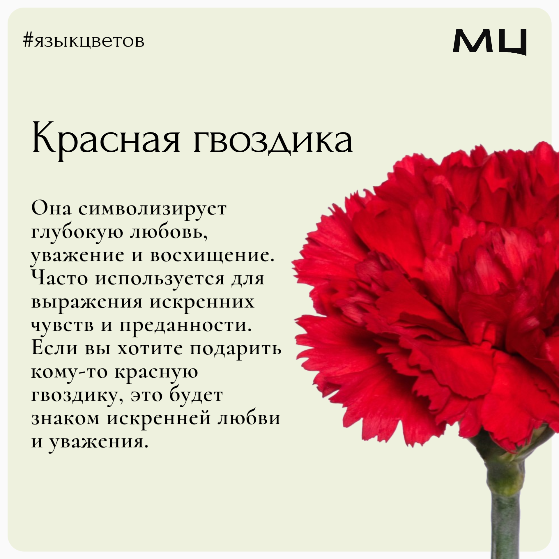 Букет Мегацвет24 "Красные Гвоздики", 51 цветок, в дизайнерской упаковке — фото 1