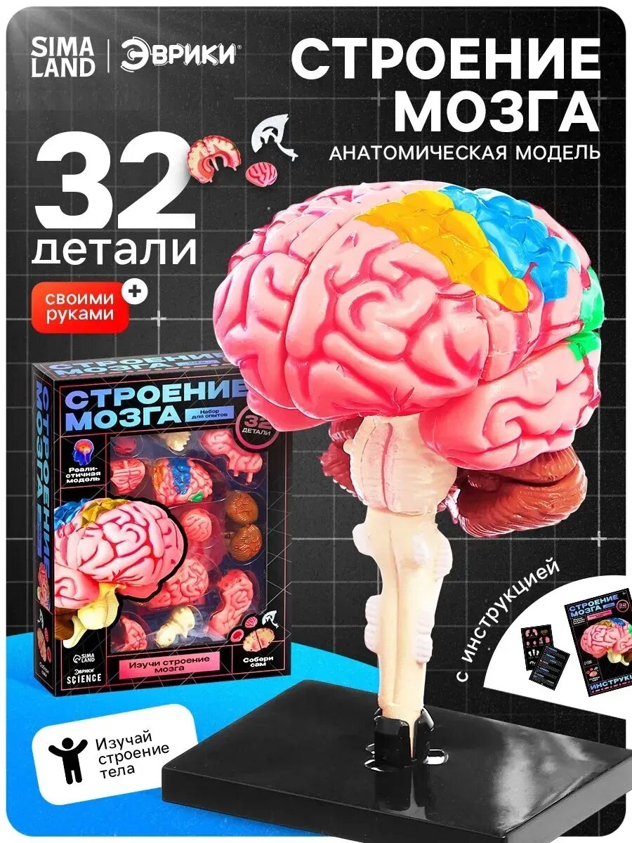 Набор для опытов "Строение мозга", анатомическая модель