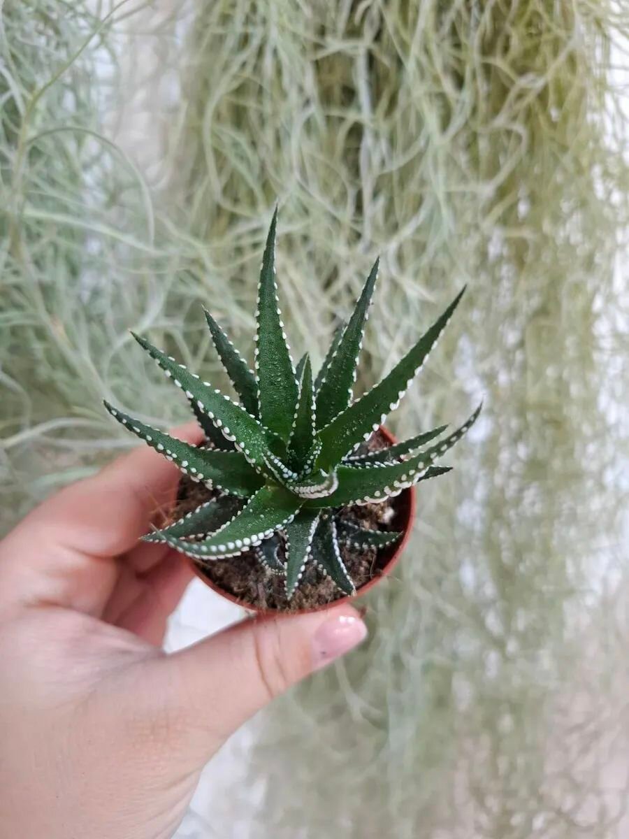 Хавортия полосатая d6 растение живое в горшке