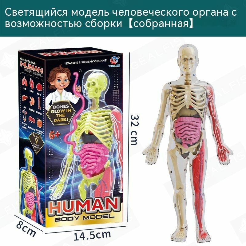 Складная модель анатомии человека. Уменьшенная 4D-модель человеческого тела.