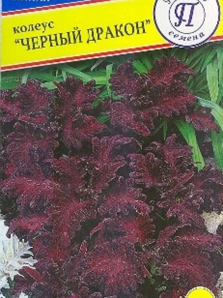 Колеус Черный дракон F1 10 шт, Семена Престиж
