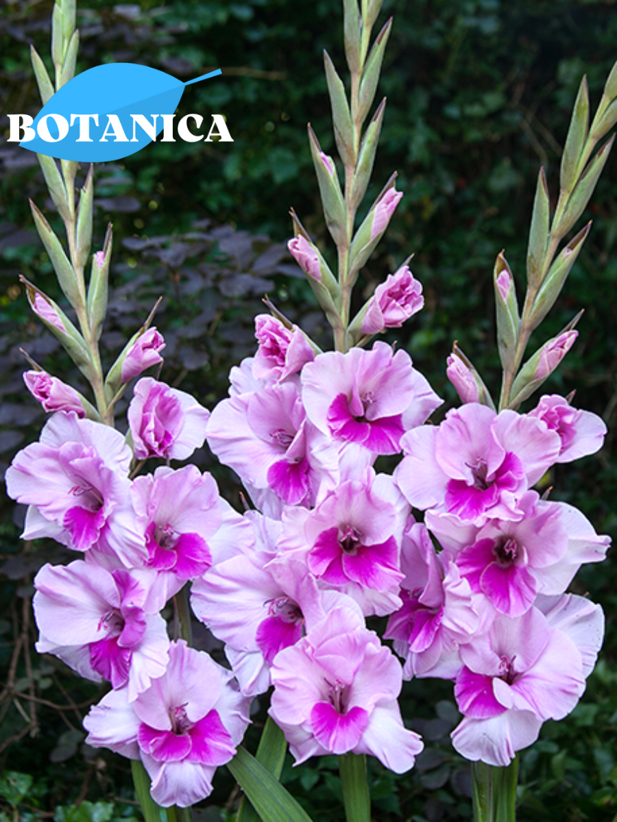 Луковицы цветов, botanica garden , Гладиолус Сакраменто ( 2 луковицы )