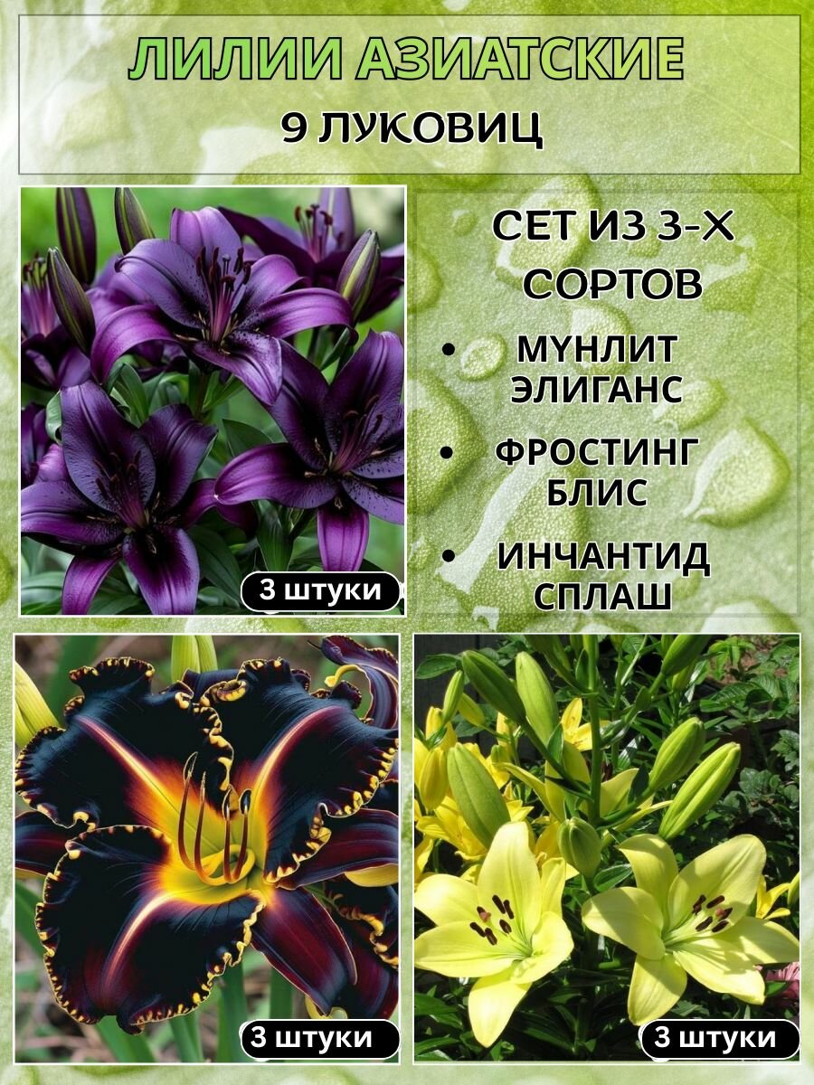 Лилии азиатские, сет из 3-х сортов, луковицы 9 штук