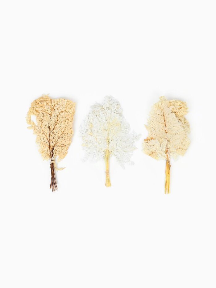 Сухоцвет Папоротник микс, 10 шт в упаковке