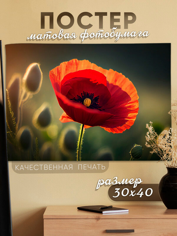 Постер Маки красивые цветы эстетика природа (12) 30х40