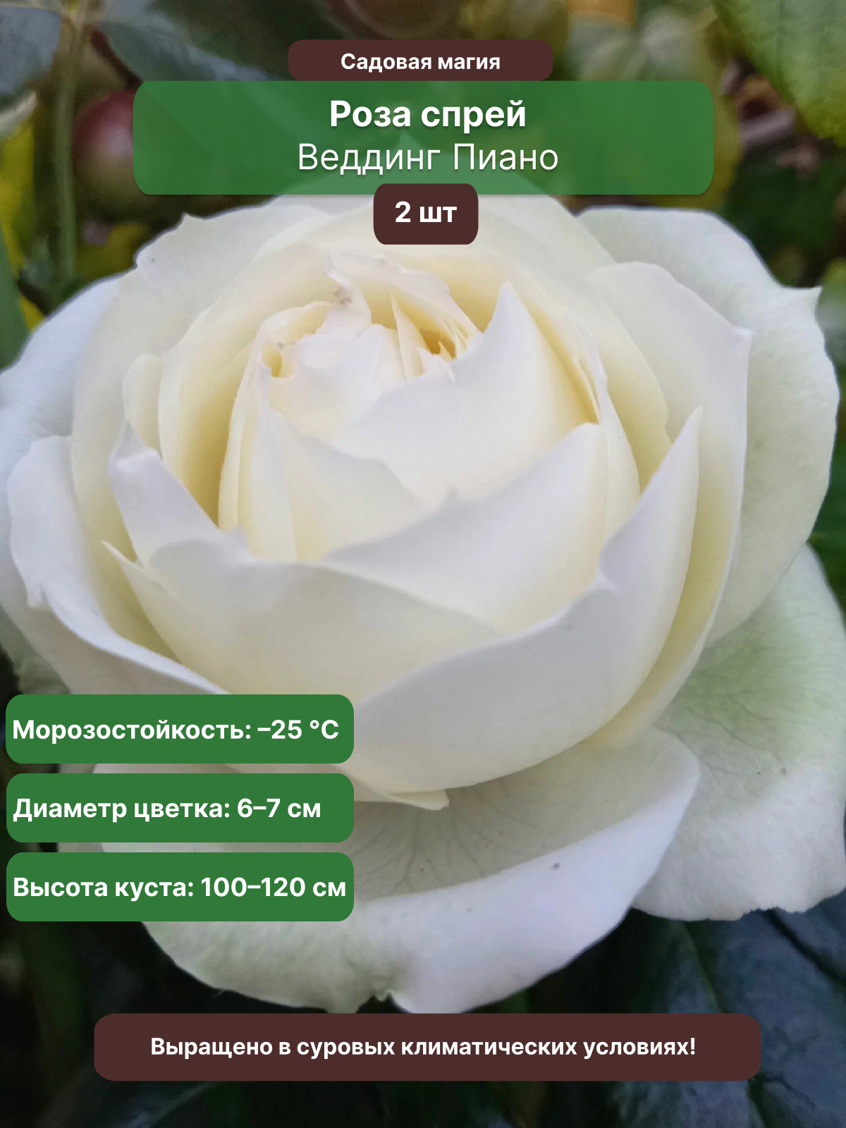Роза спрей Веддинг Пиано (Wedding Piano) , 2 саж, многолетняя, белая