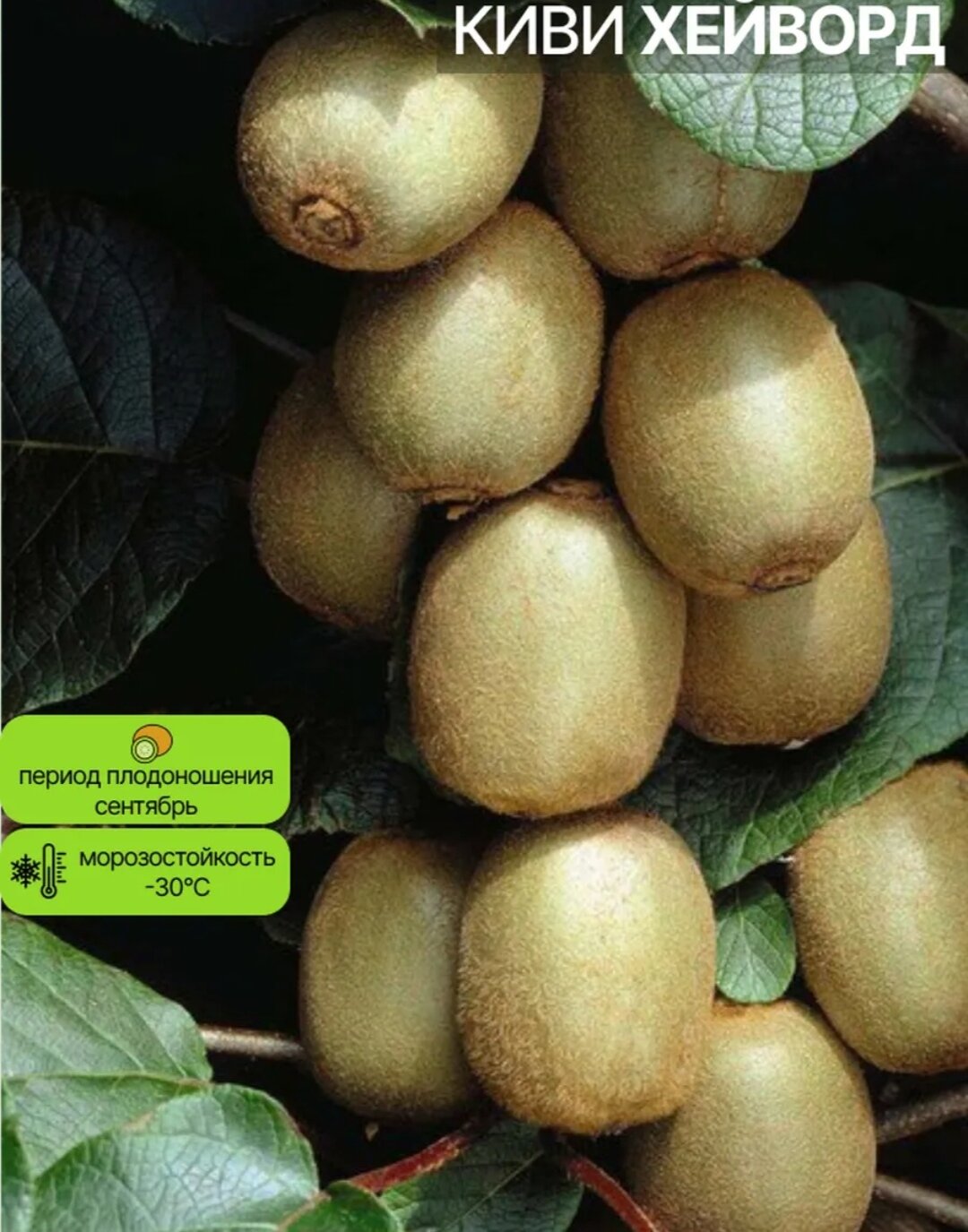 Киви Хейворд (Абхазия)- семена 20 шт