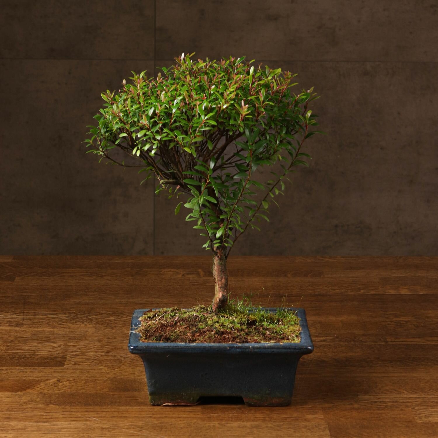 Бонсай Сизигиум 37 см в синей плошке