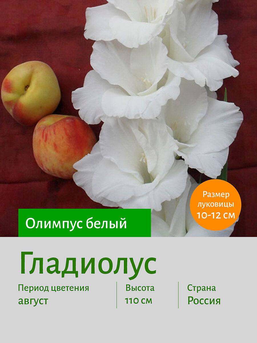 Гладиолус Олимпус белый (Olimpus belyy) луковицы 1 шт сотка