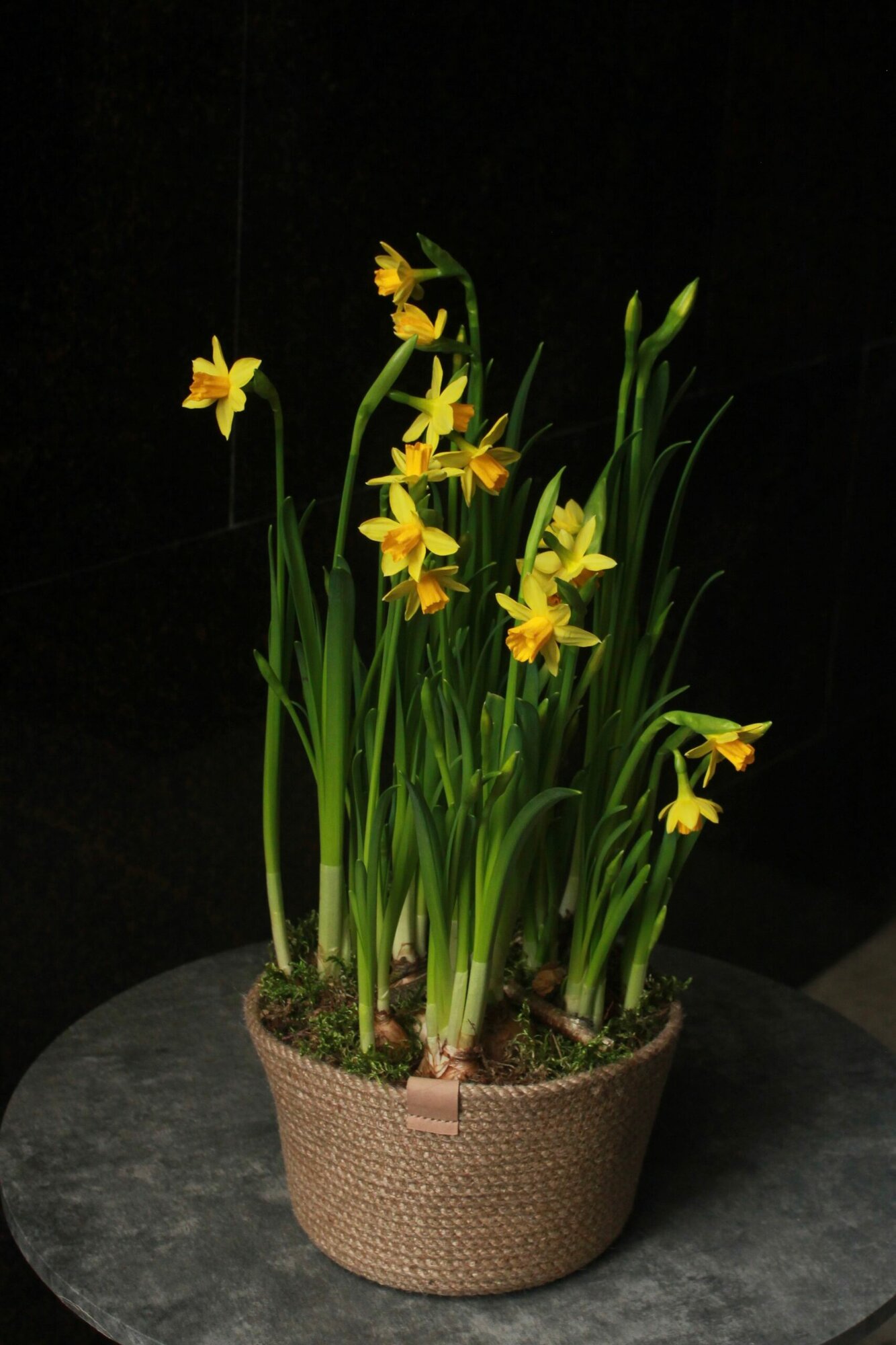 Плетеное лукошко с луковичными нарциссами размер М клумба. москва