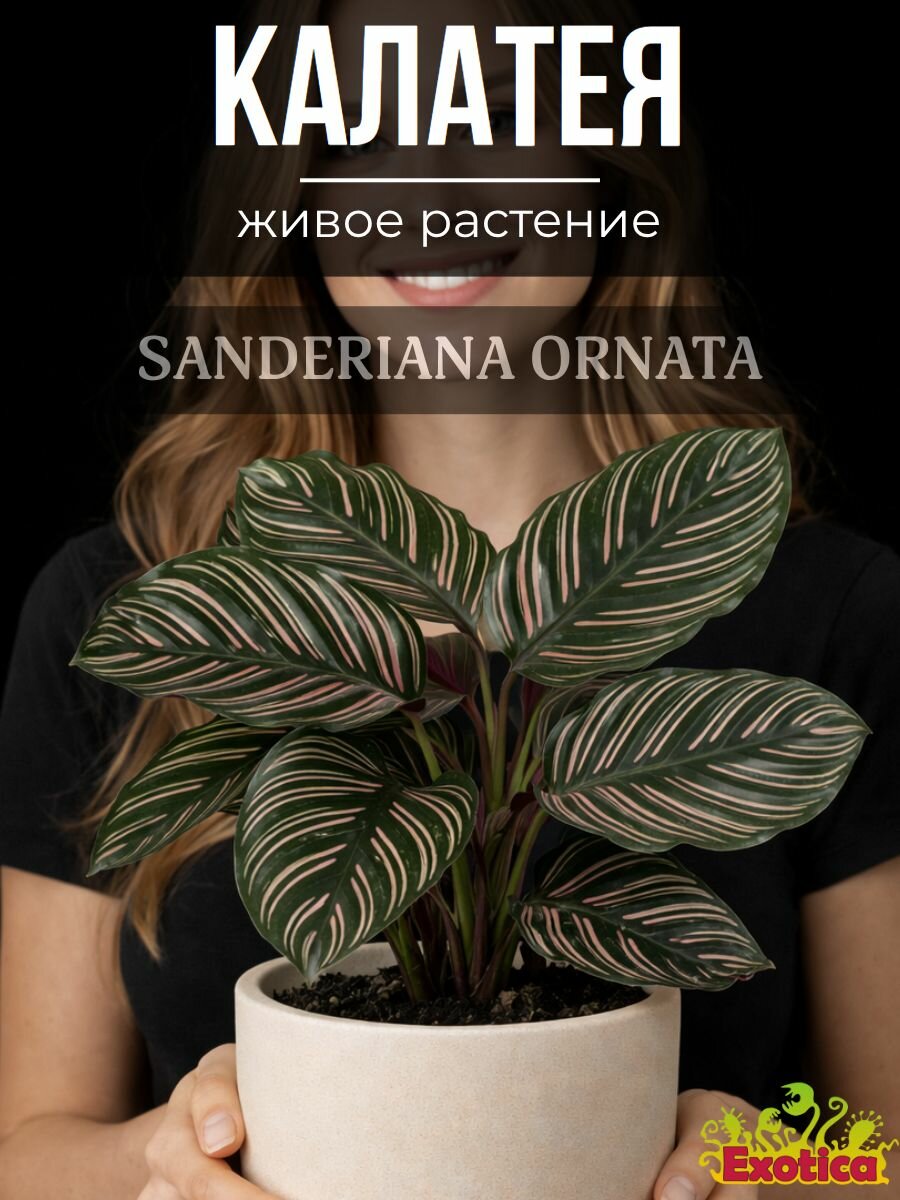 Калатея Сандериана Орната (Calathea Sanderiana Ornata) D12см, растение в горшке