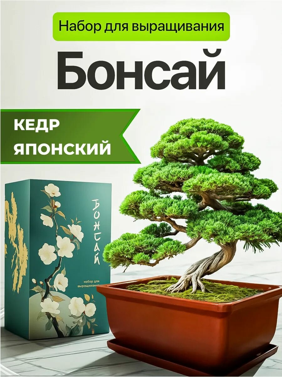Бонсай подарочный набор для выращивания растений Кедр японский