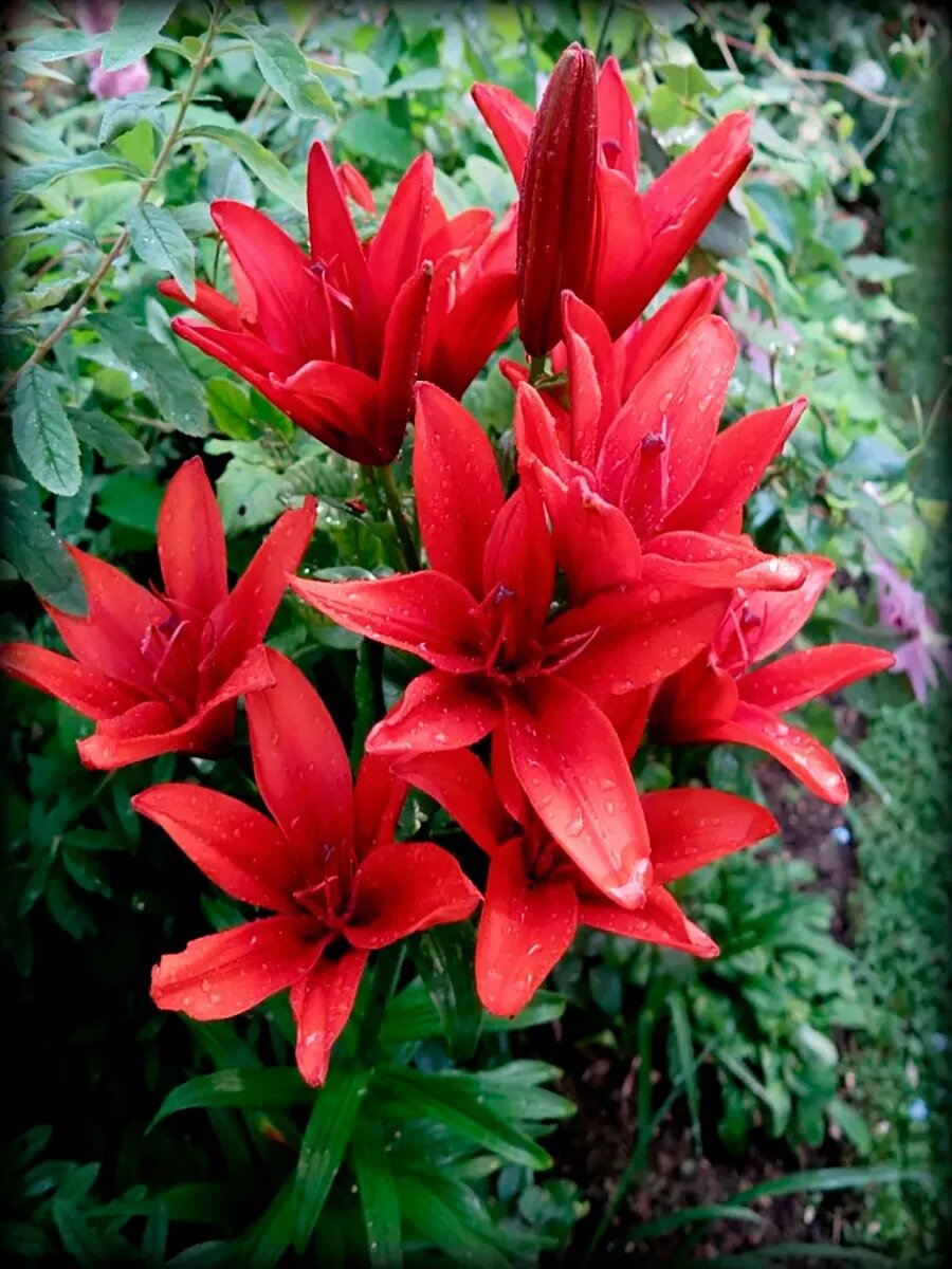 Лилия Pura Desierto 1 шт