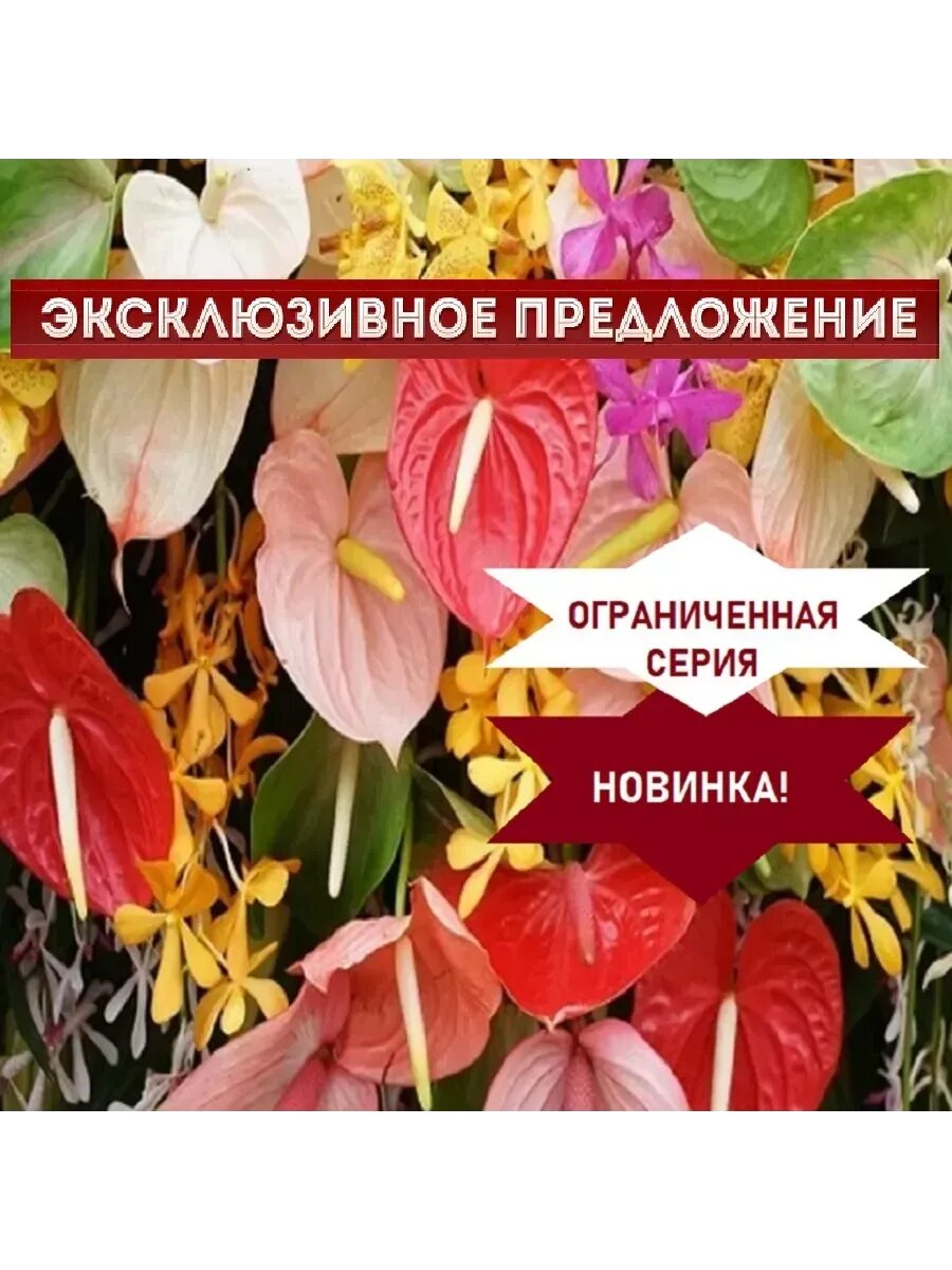 Антуриум Ламур, семена — фото 1