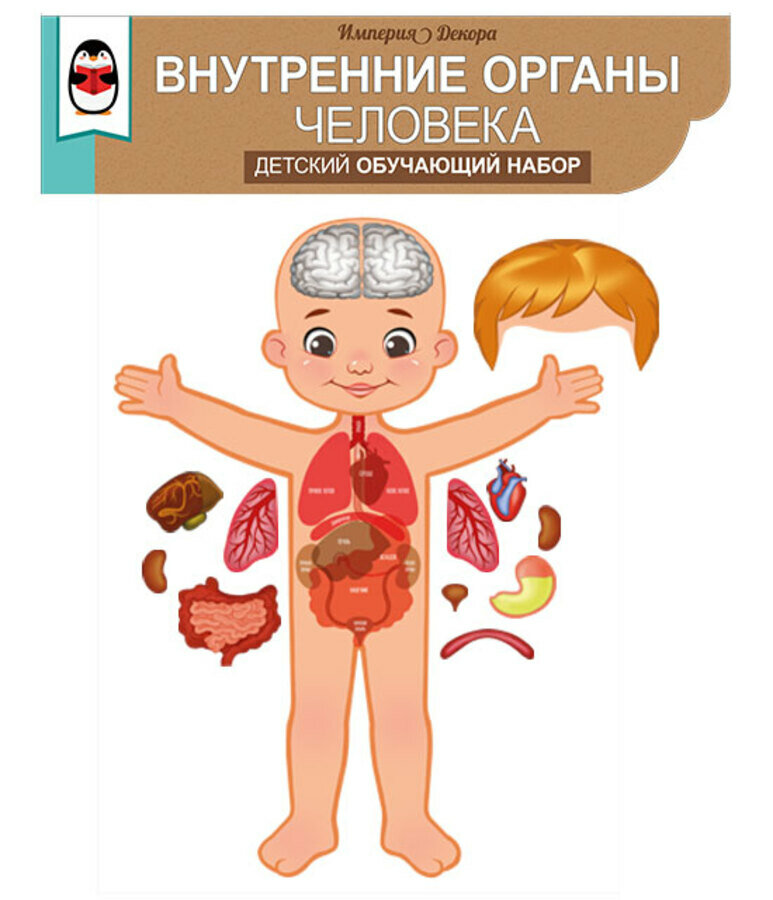 Набор А3 обучающий Внутренние органы человека 59.385.00