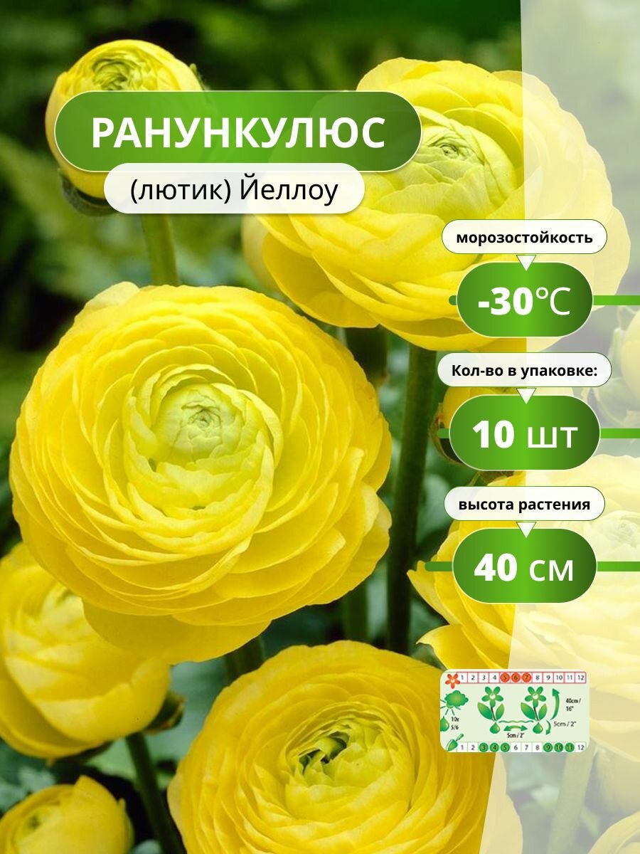 Луковичные Holland Bulb Market "Йеллоу", ранункулюсы, многолетние, жёлтые, 10 шт