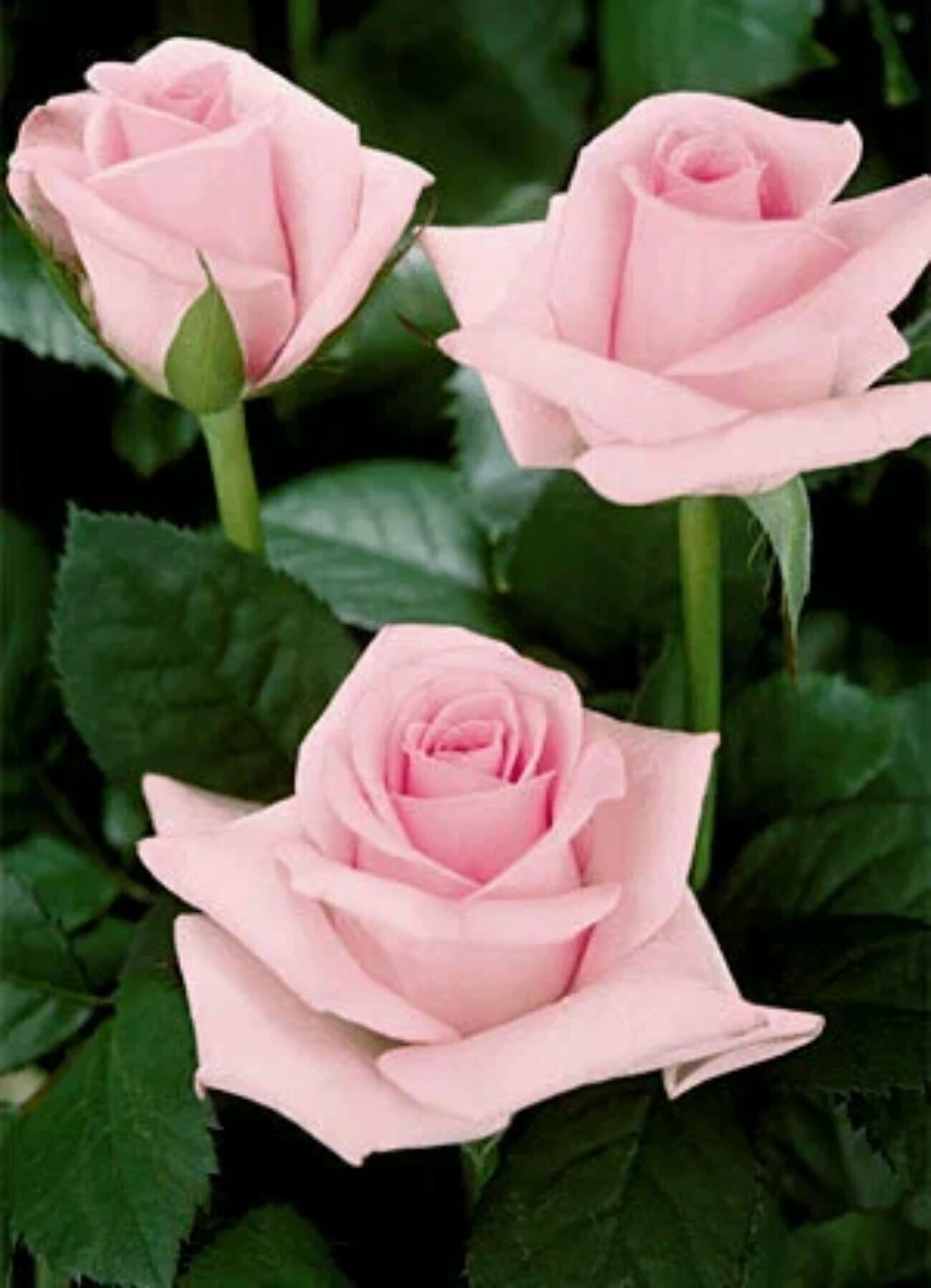 Роза чайно-гибридная Титаник (Titanic) / 1 шт, ароматный, непрерывноцветущий сорт