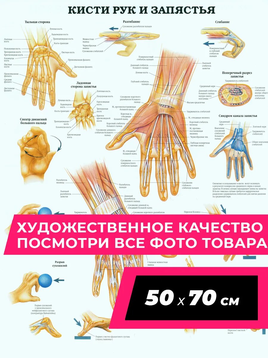 Постер Анатомия человека Кисти рук и запястья 50 на 70, матовая фотобумага премиум качества