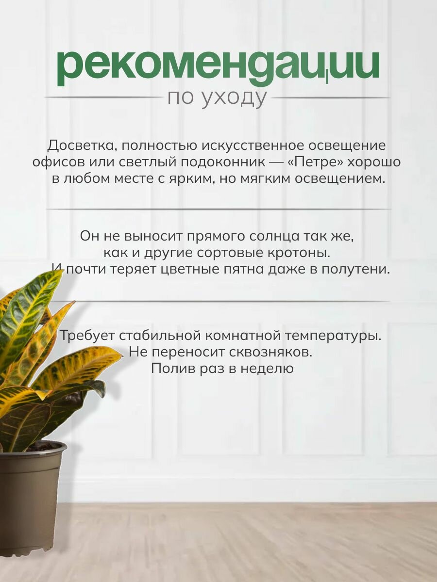Кротон Петра 30x12, декоративное растение , комнатное растение для дома, квартиры и офиса — фото 1