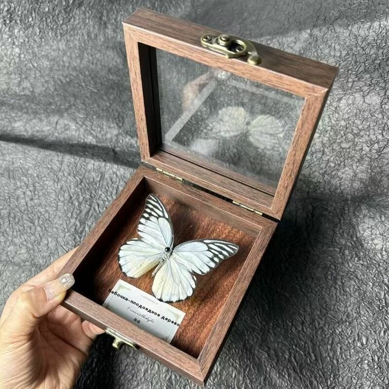 Настоящие экземпляры бабочек, образцы насекомых, трехмерная рамка