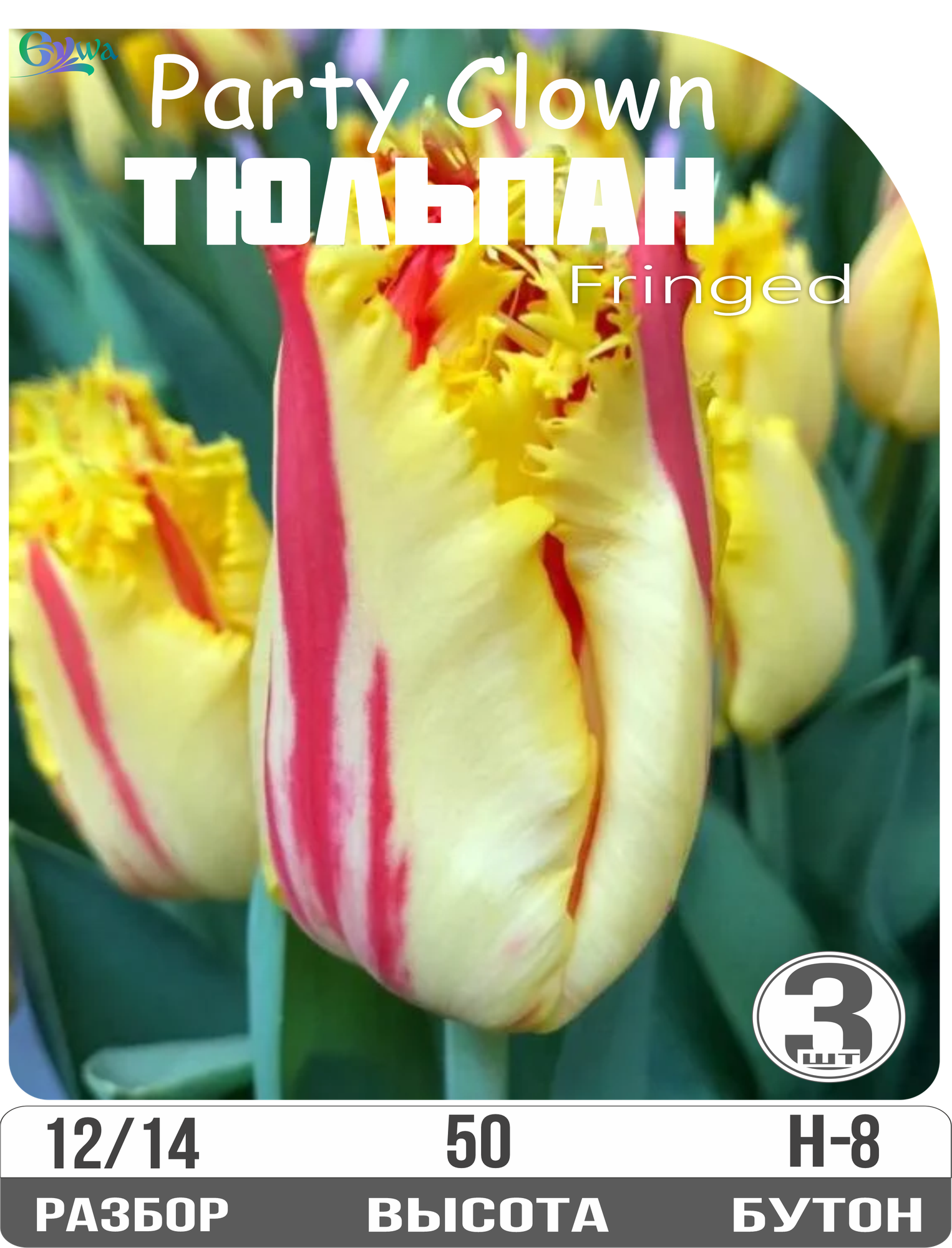 Тюльпаны "Пати Клоун", луковицы, бахромчатые, крупные, 3 шт. Eywa