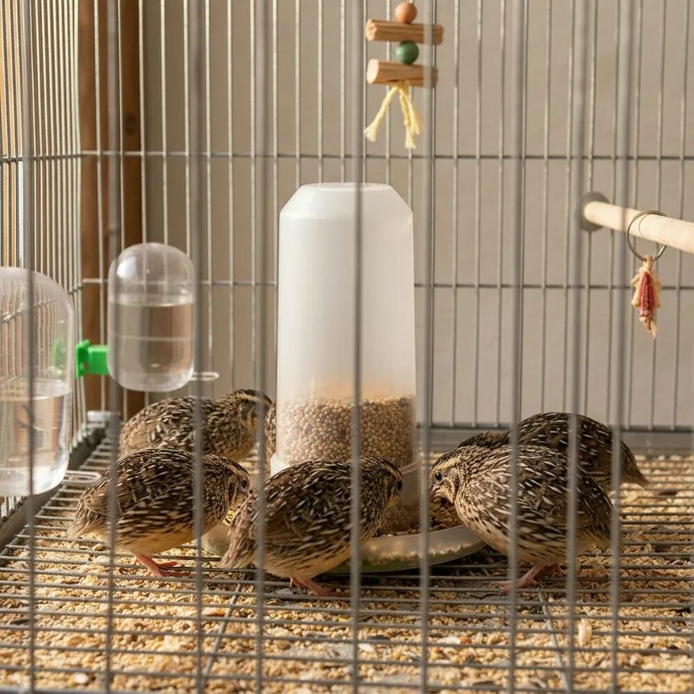 Автоматическая кормушка и поилка для перепелов, попугаев и птиц