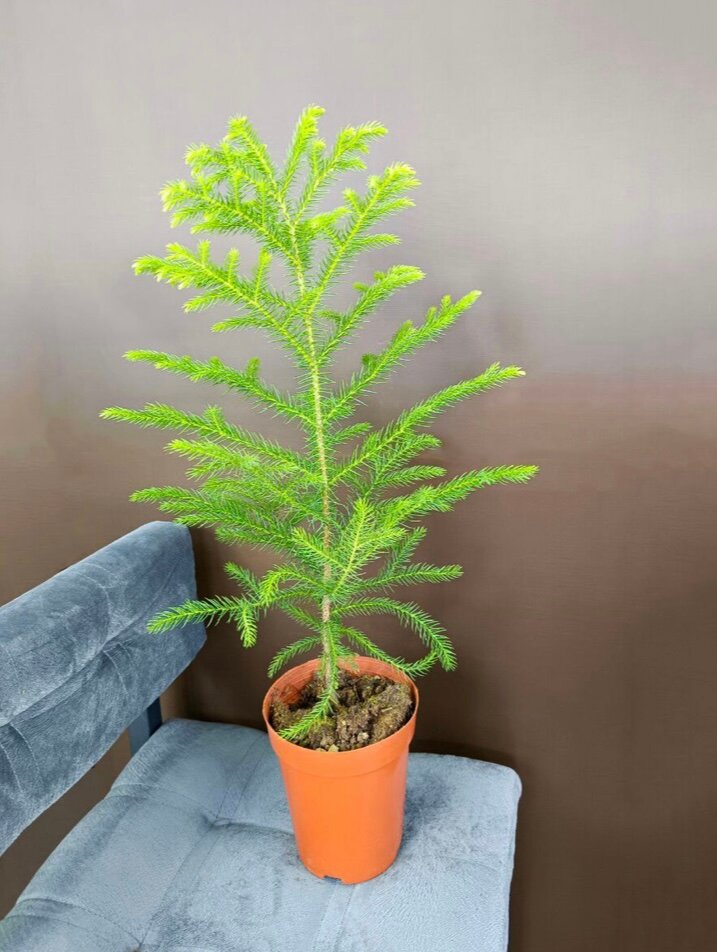 Араукария, живая новогодняя елка, 40 см, зелёная, в горшке, хвойное комнатное растение