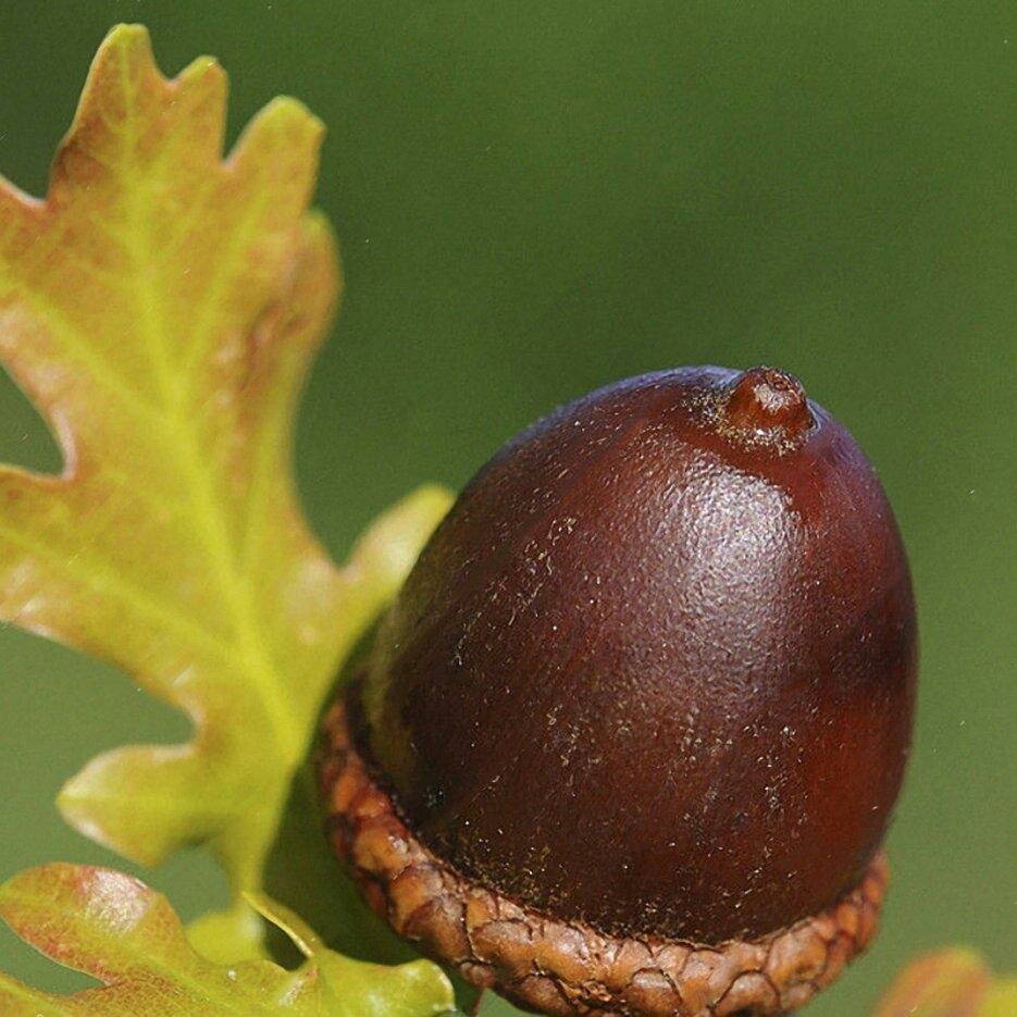 10 шт./упаковка семян дуба, большие растения для двора Hoeme