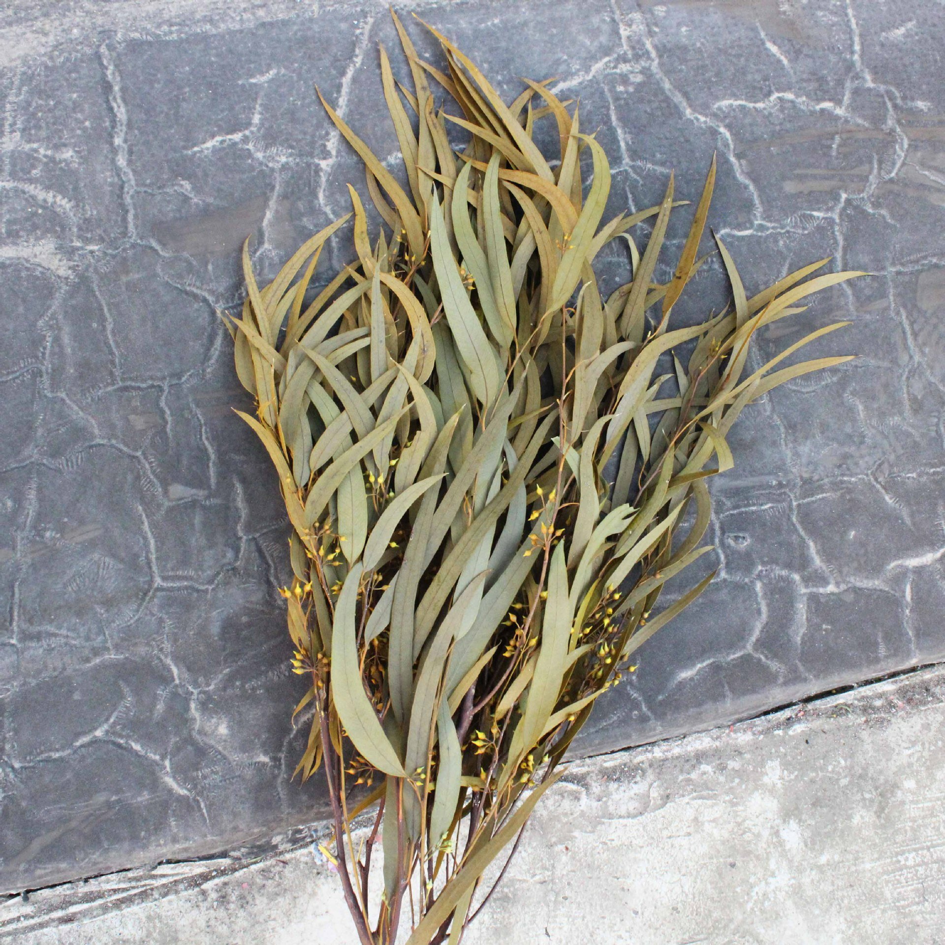 Вечный цветок Xiaomi, фруктовый лист, лист ивы, лист эвкалипта, медная монета, лист эвкалипта, домашний декор, производитель из Юньнани, оптовая продажа