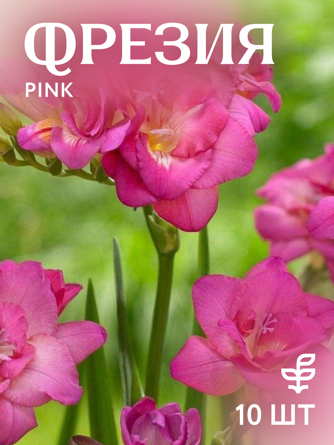 Фрезии луковицы многолетние крупноцветковые 10шт
