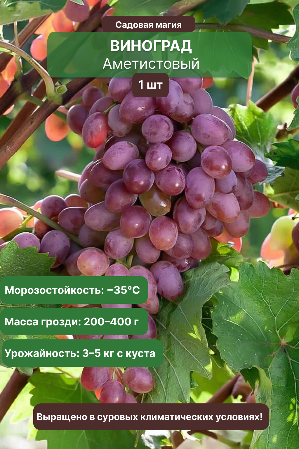 Виноград Аметистовый (1 шт) / раннеспелый, морозостойкий сорт