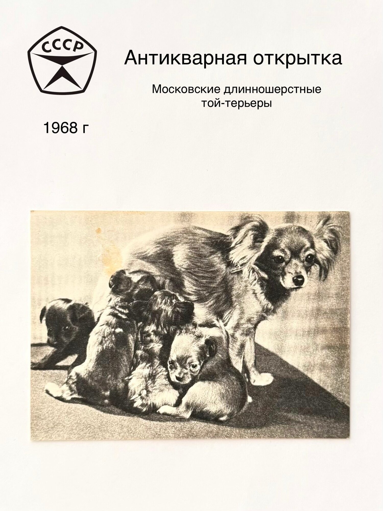 Антикварная почтовая открытка Московские длинношерстные той-терьеры, СССР, 1968 г