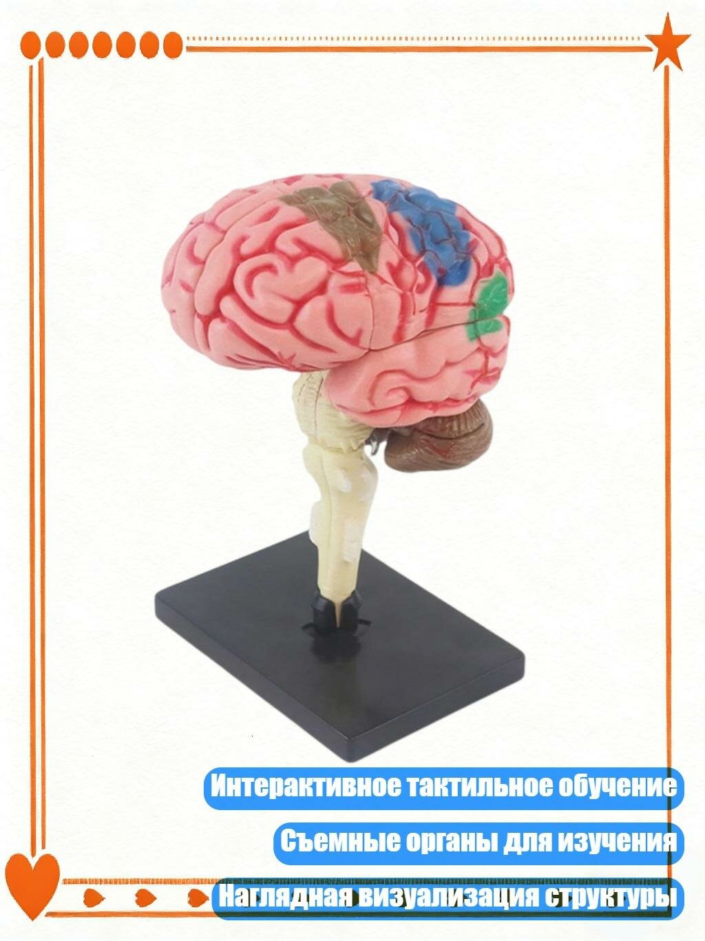 Анатомическая модель мозга человека