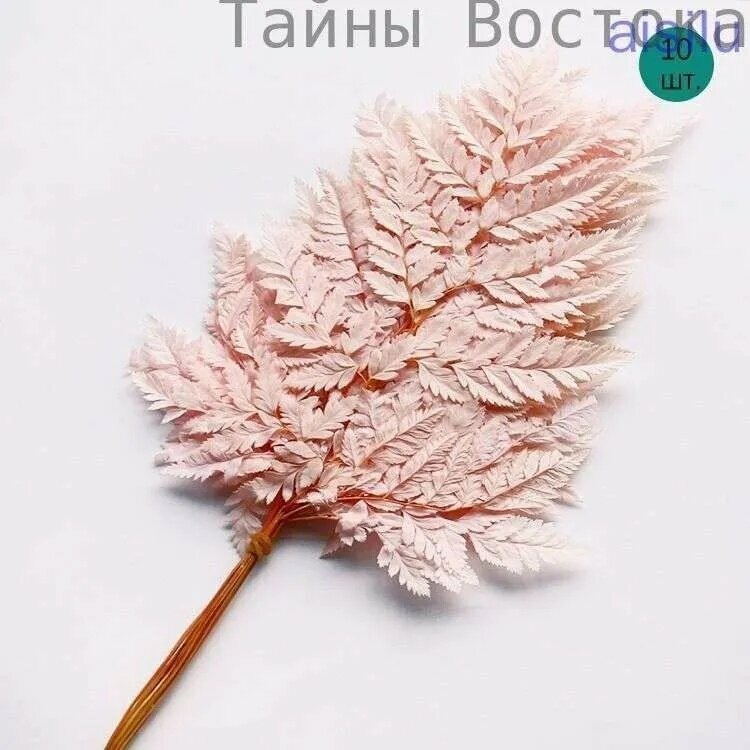 Сухоцветы Папоротник, 40 см, 30 гр, 10 шт