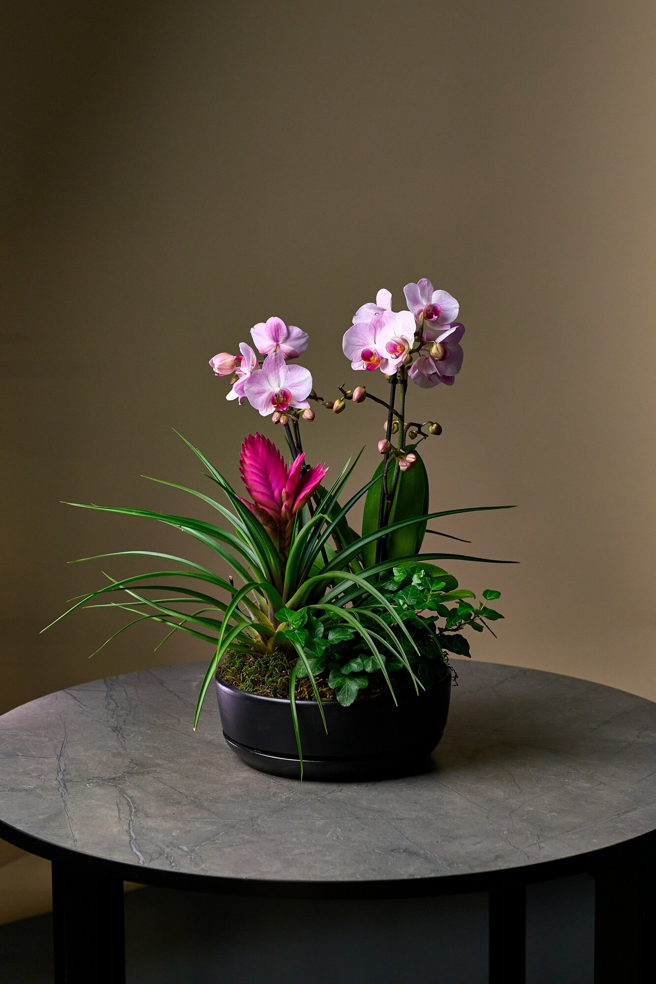 Композиция "Мари" с орхидеей, тилландсией и плющом в керамическом горшке