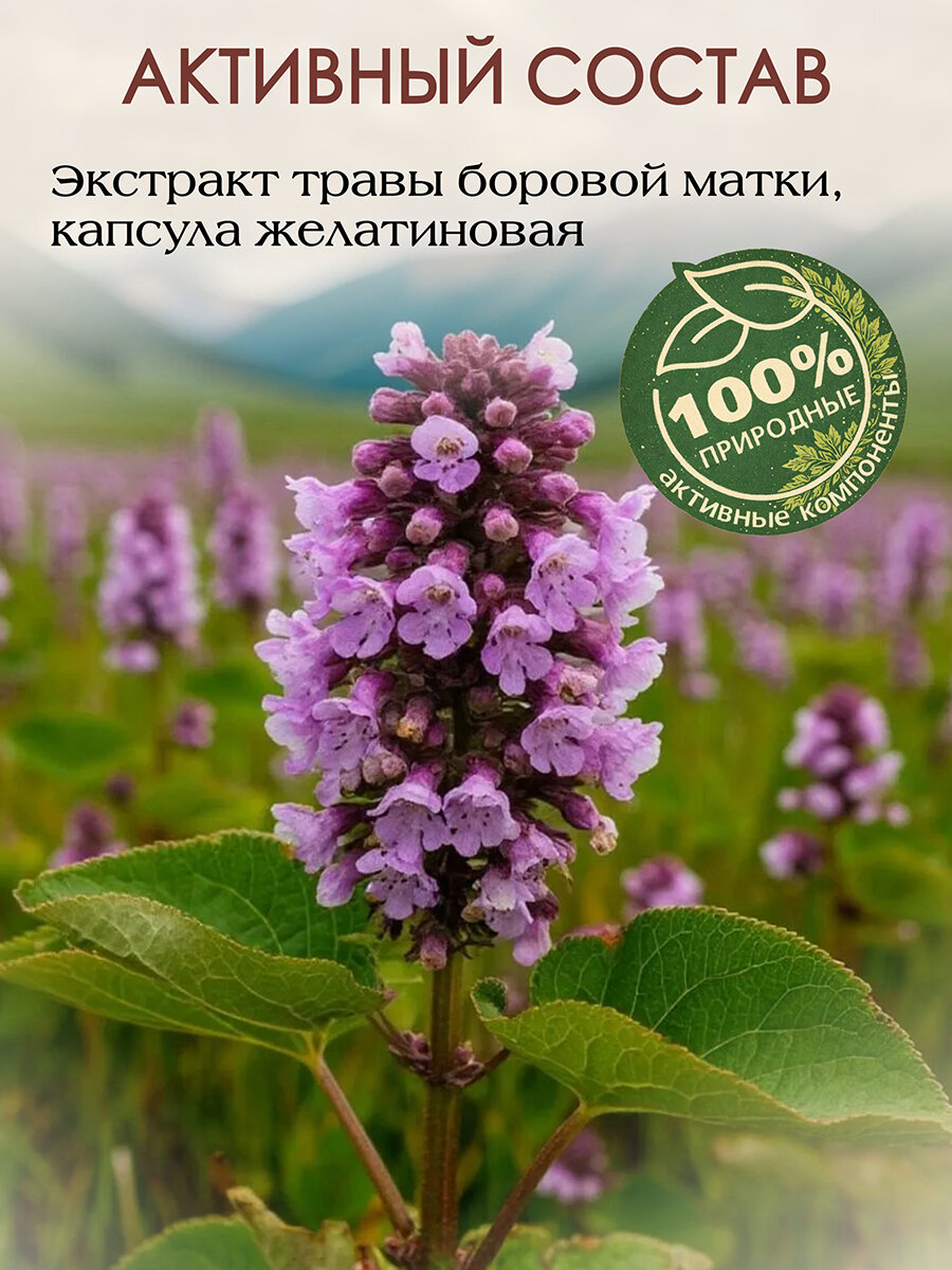Боровая Матка экстракт. Для поддержания здоровья мочеполовой системы у женщин. 60 кап — фото 1