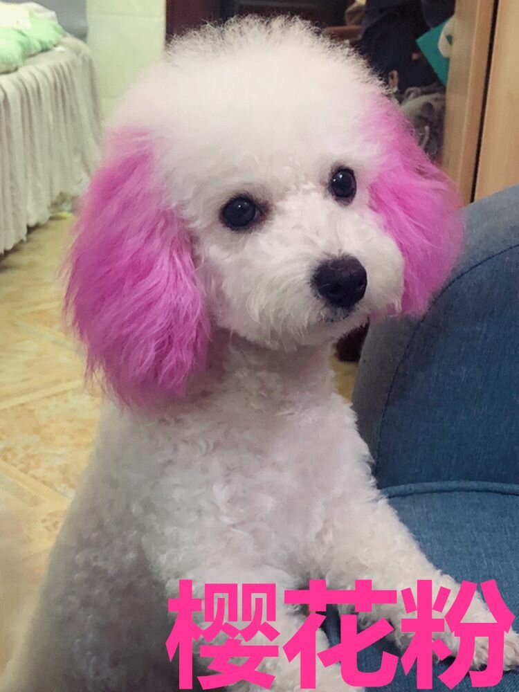 Краска для волос для собак, специальная для померанских шпицев и тедди, крем для окрашивания животных для бишон фризе, отбеливатель для белой шерсти